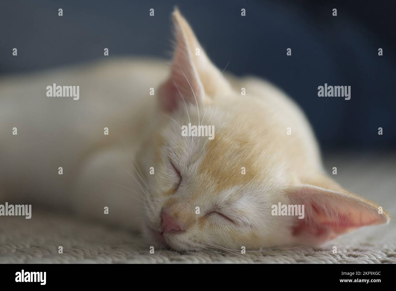 Burmese Cat Kitten Stock Photo - Alamy