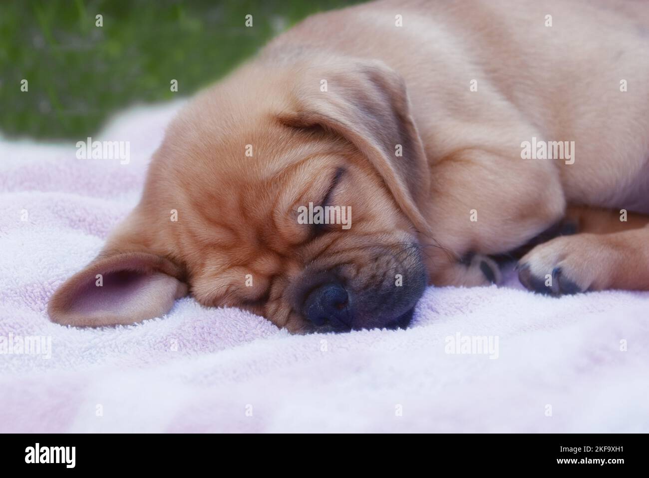Puggle sleeping hi-res stock photography and images - Alamy