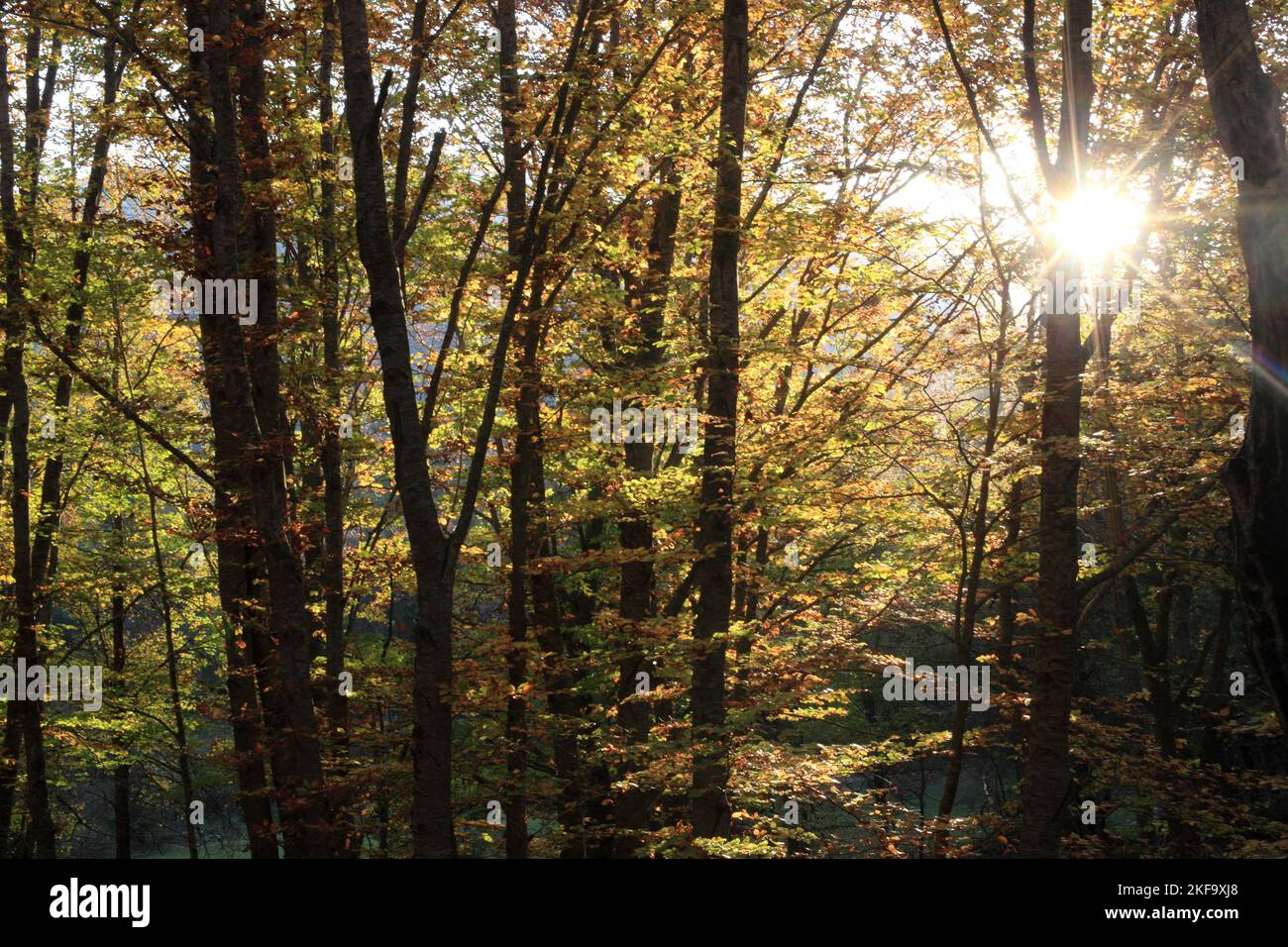 Foret de Hetres, Parc naturel des Prealpes d'Azur, Alpes Maritimes, 06 ...