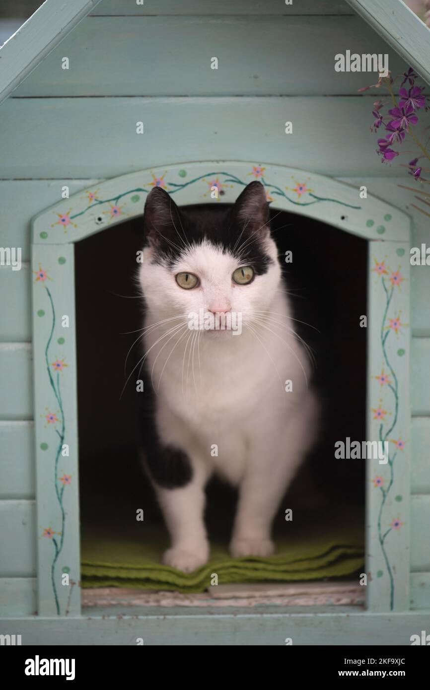 Two domestic cat crossbreed hi-res stock photography and images - Alamy