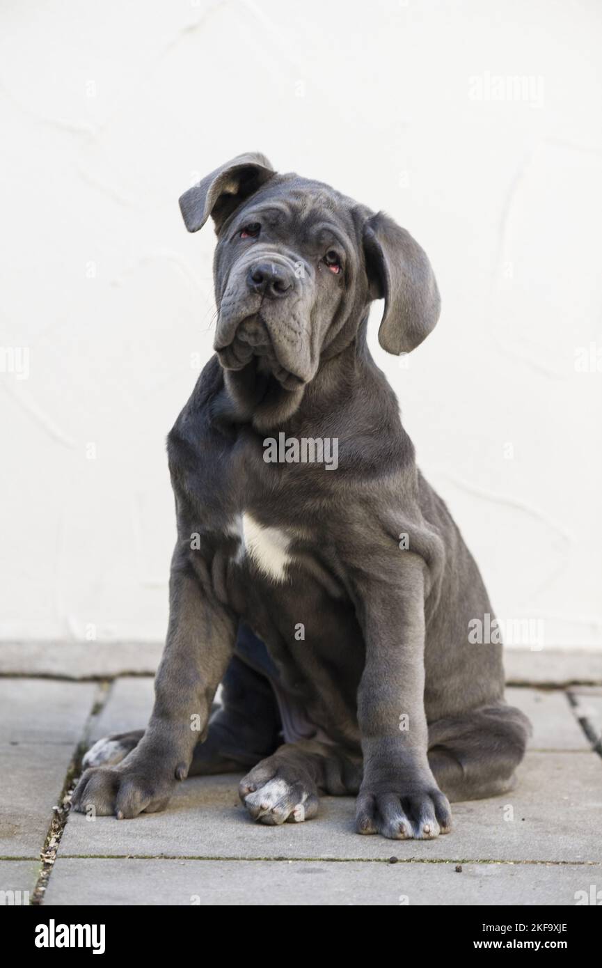 Mastino Italiano Mastino Napoletano Italian Mastiff Hi Res Stock