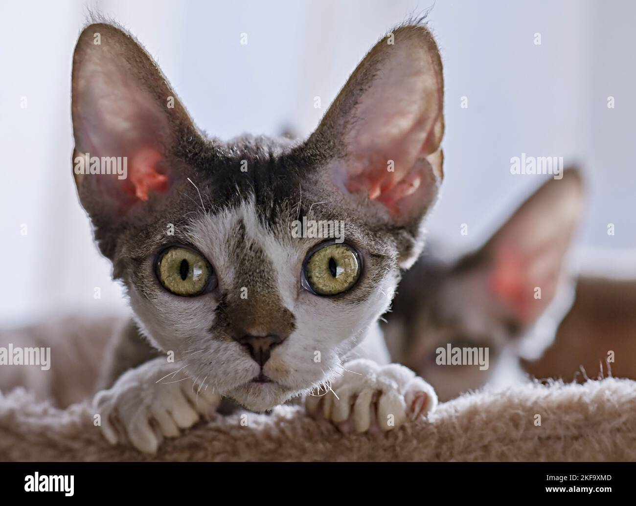 Devon highlight hi-res stock photography and images - Alamy