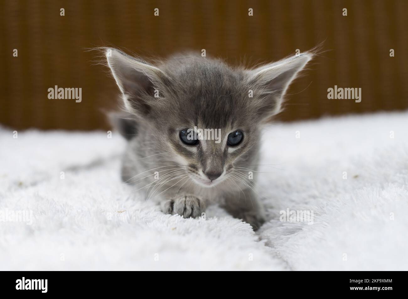Longhair oriental domestic cat hi-res stock photography and images - Alamy