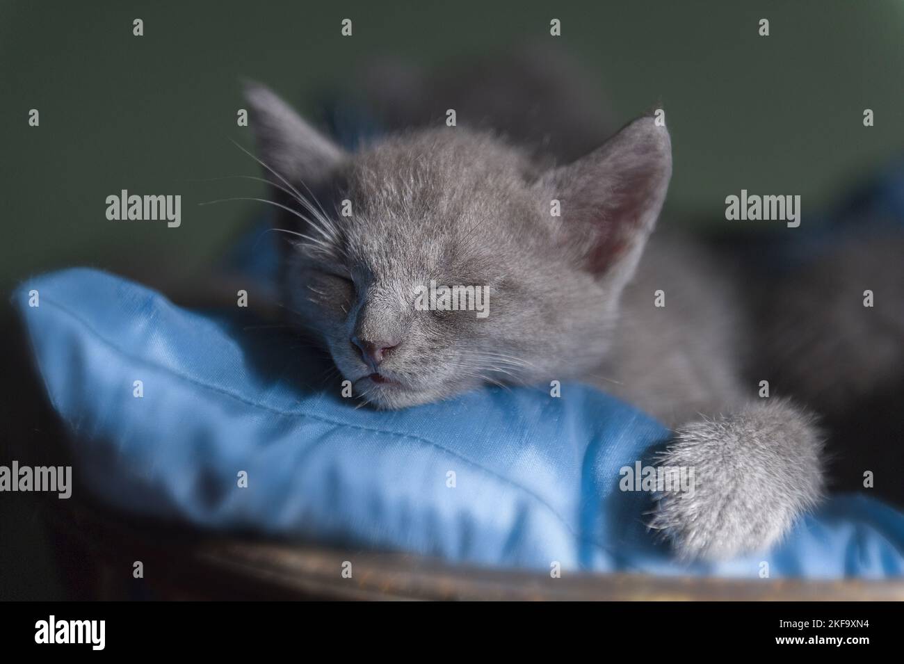 Russian blue cat sleep hi-res stock photography and images - Alamy