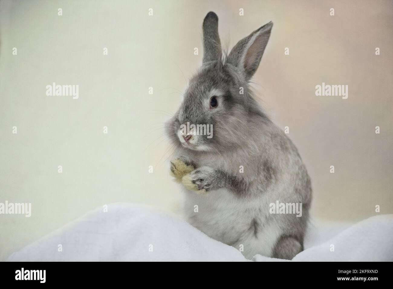 Belgien Bearded Rabbit Stock Photo - Alamy