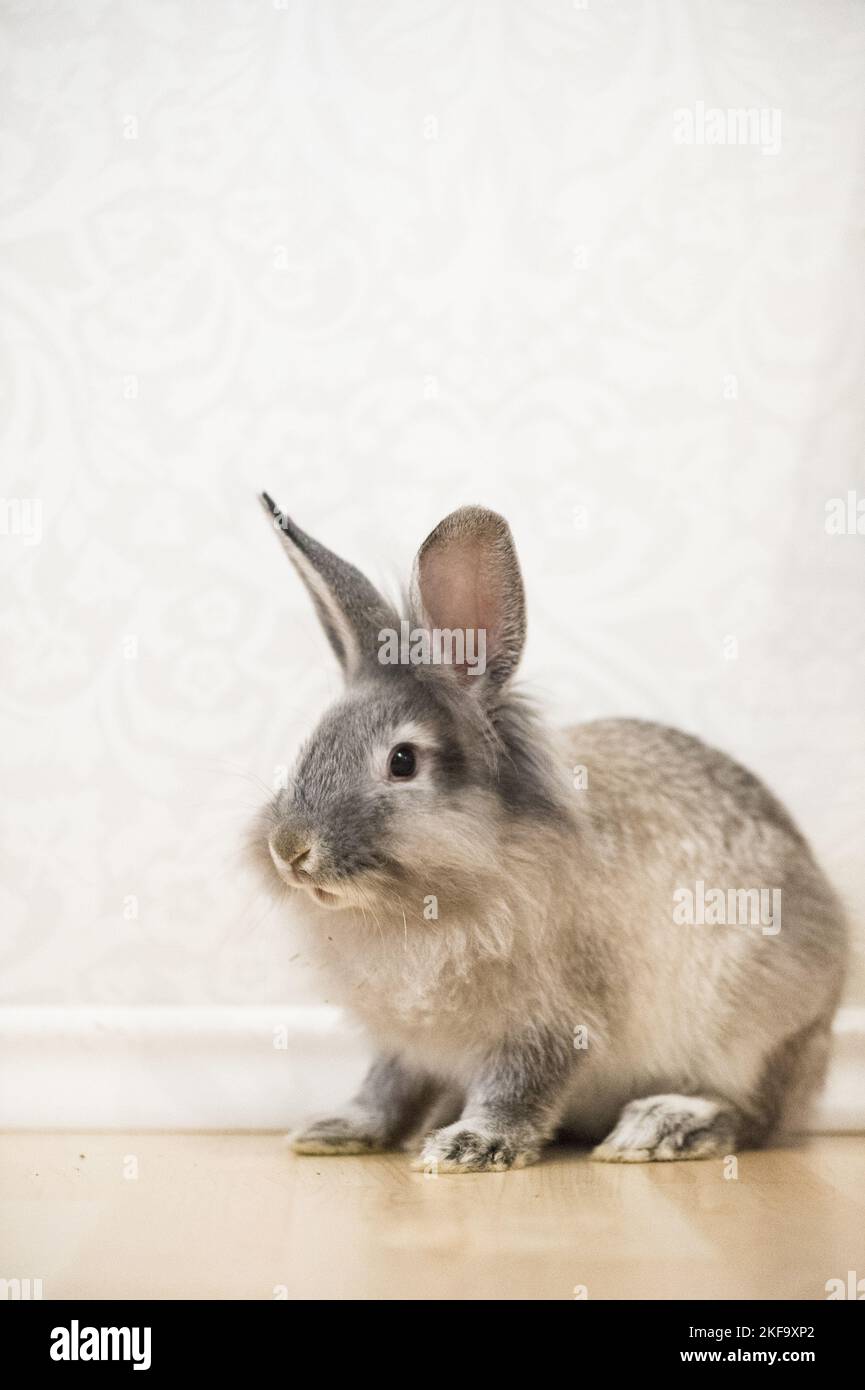 Belgien Bearded Rabbit Stock Photo - Alamy