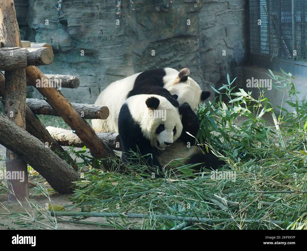 Beijing Zoo, Beijing, China, 16 November, 2022. Cute giant panda ...