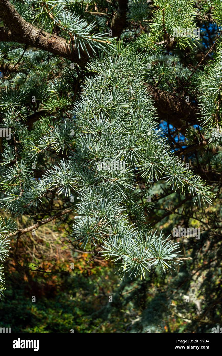 African Cedar (Cedrus atlantica) tree an evergreen tree with green pine ...