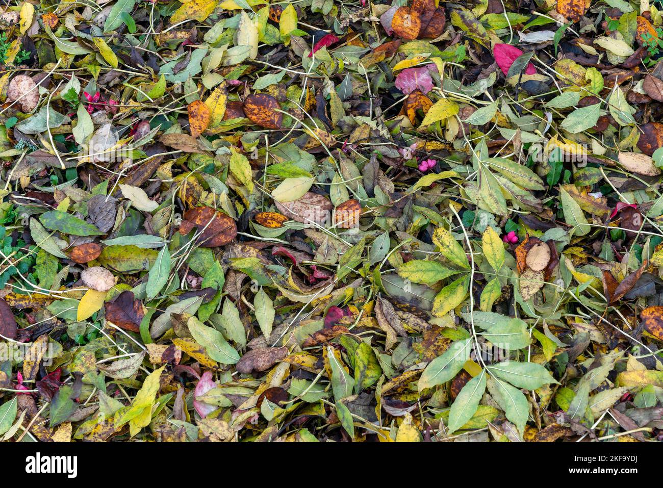 Autumn leaves colour background during the November fall on the forest ...