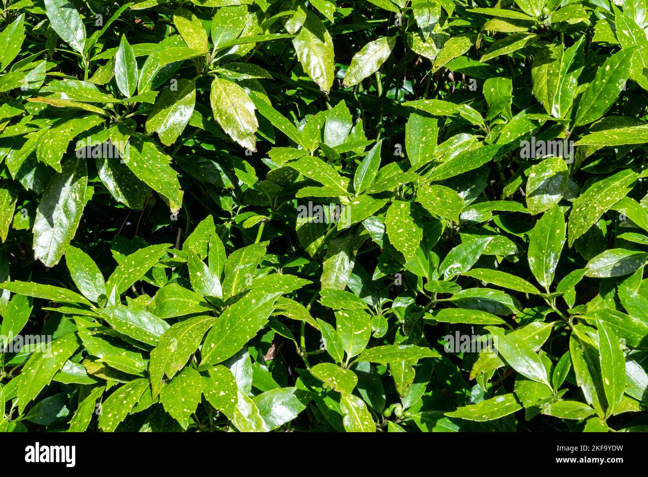 Japanese Aucuba (Aucuba japonica) a spring flowering evergreen shrub ...