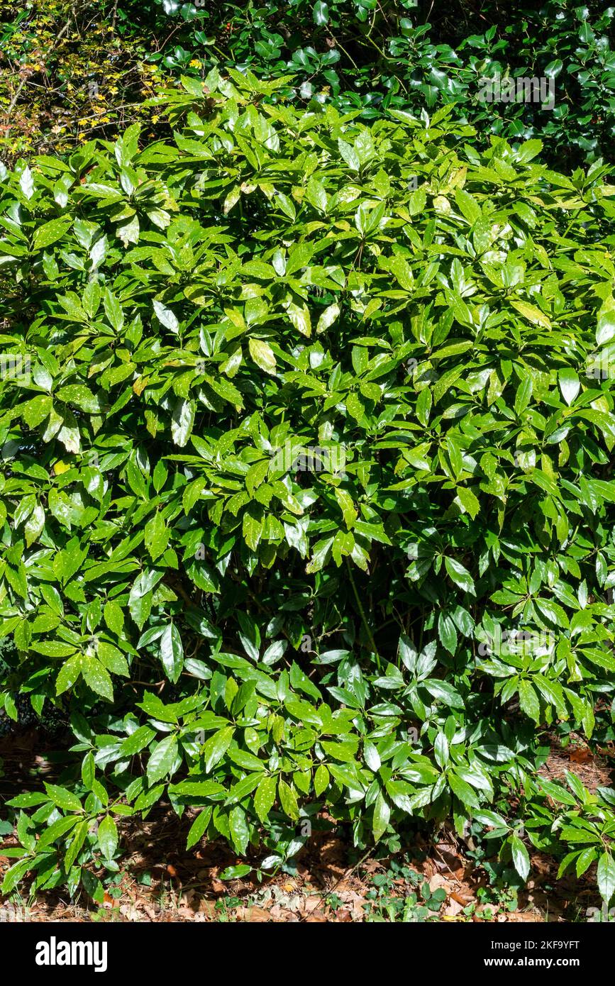 Japanese Aucuba (Aucuba japonica) a spring flowering evergreen shrub ...
