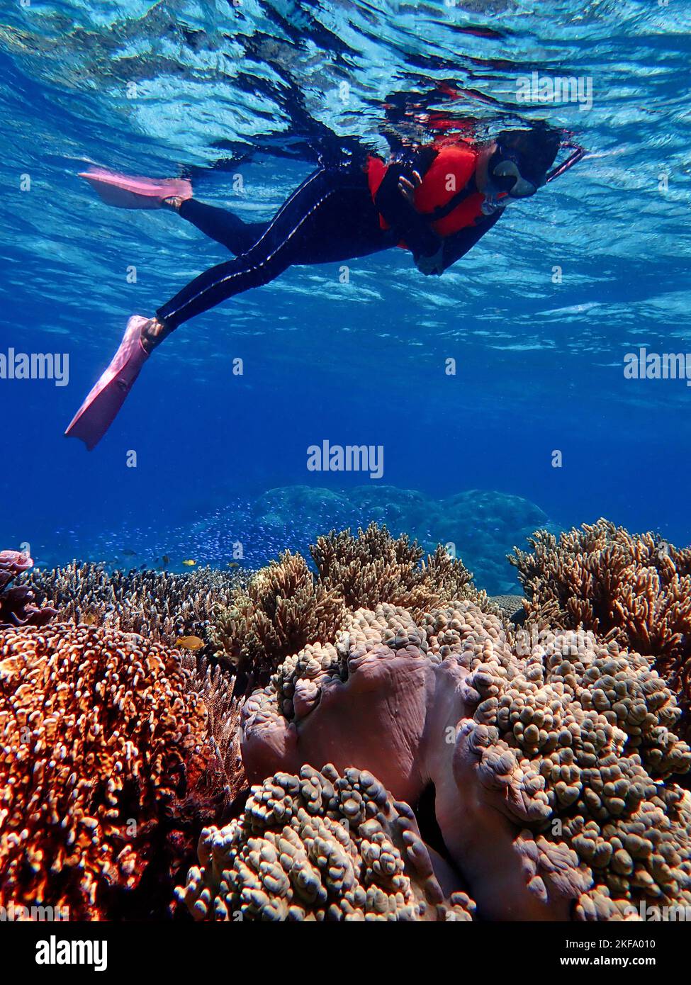 Indonesia Alor Island - Marine life Woman snorkeling in coral reef ...