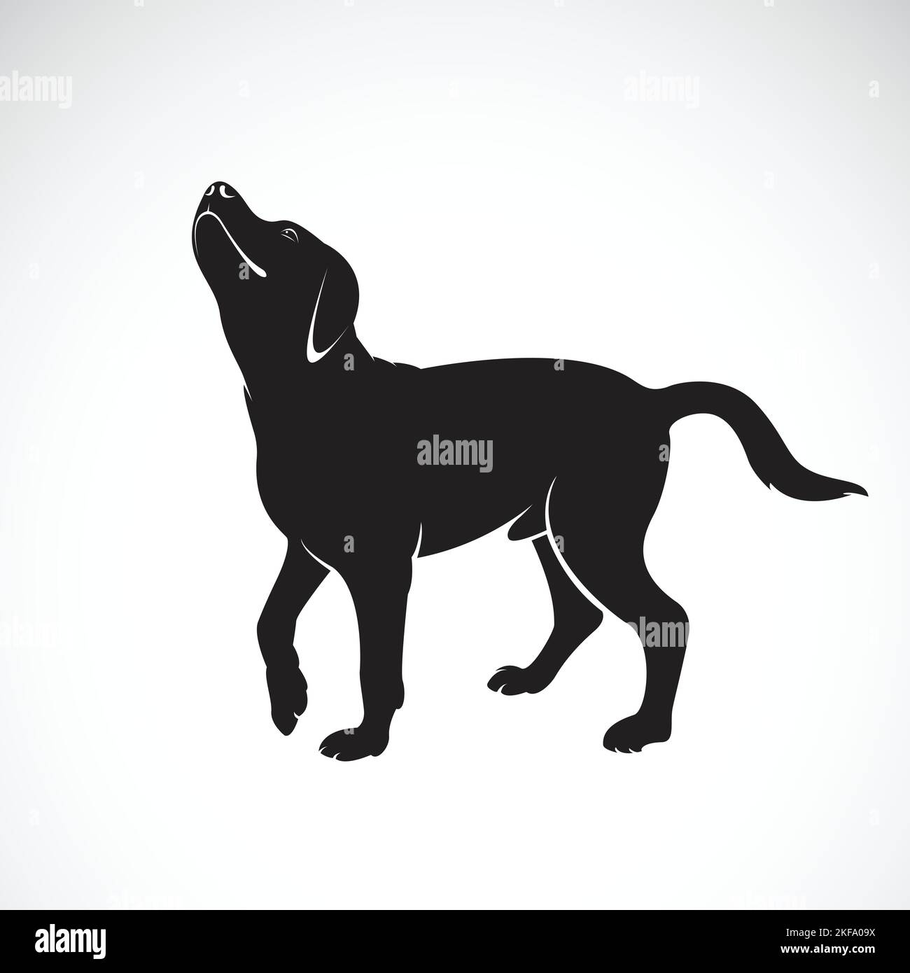 Vector of a dog labrador on white background. Pet. Animals. Vector ...