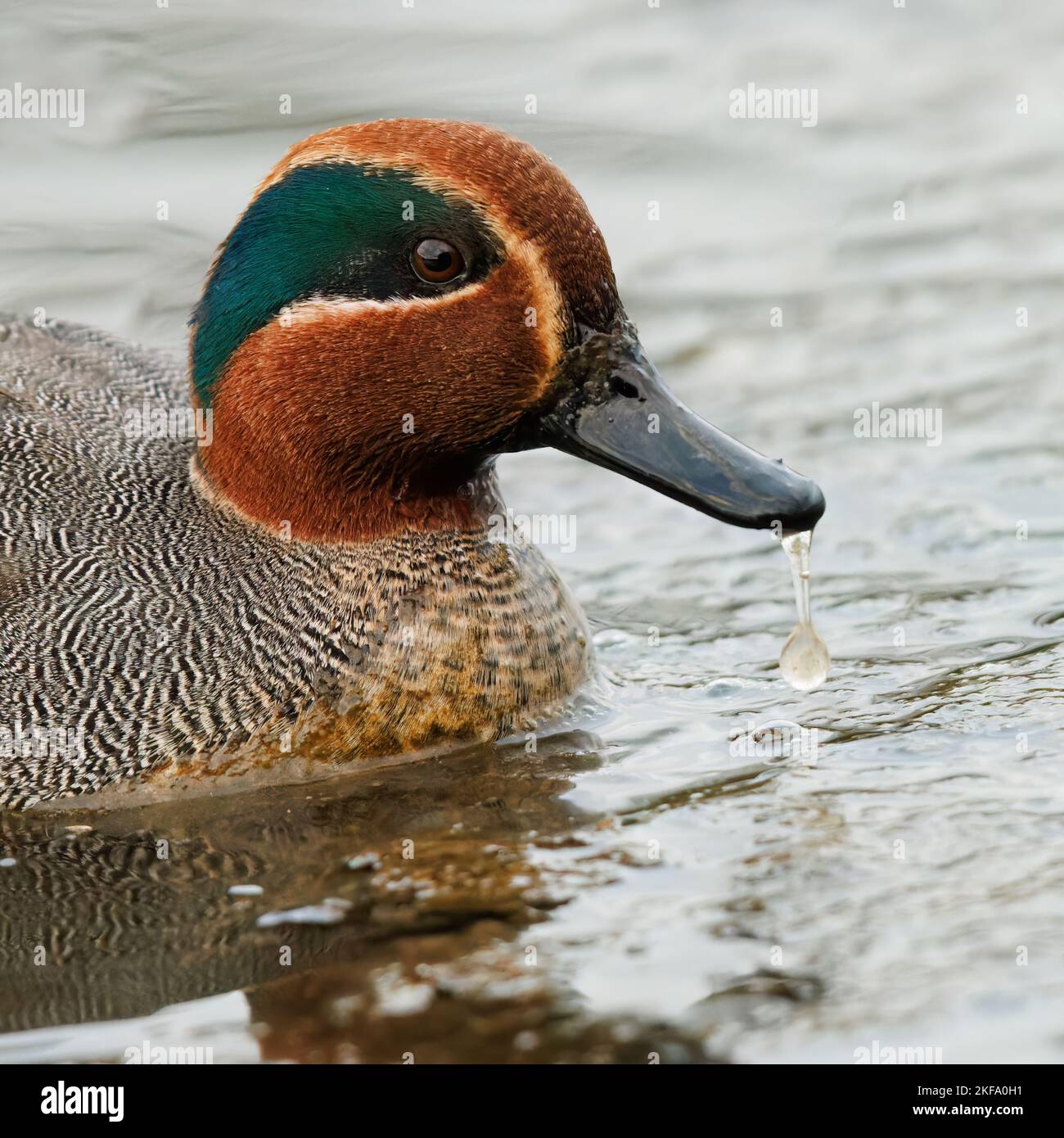 A closeup shot of a Eurasian Teal swimming in pond next to Coast Road ...