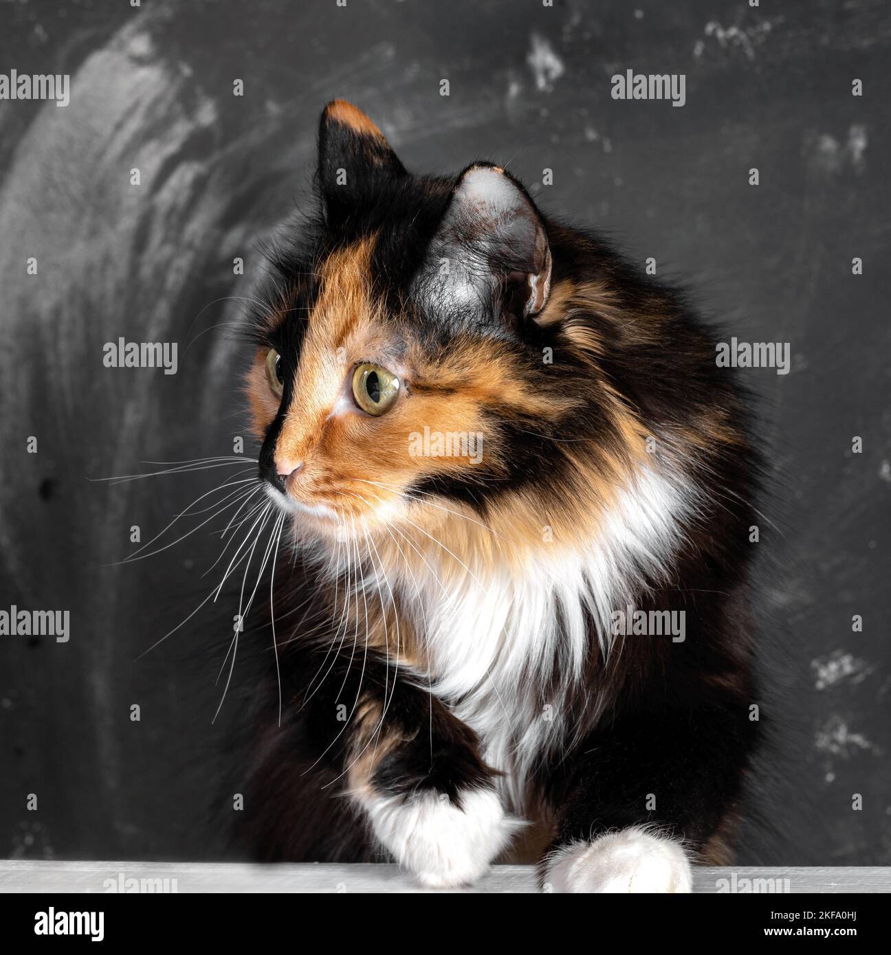 Tricky tricolor domestic cat climbed on table and carefully looking ...