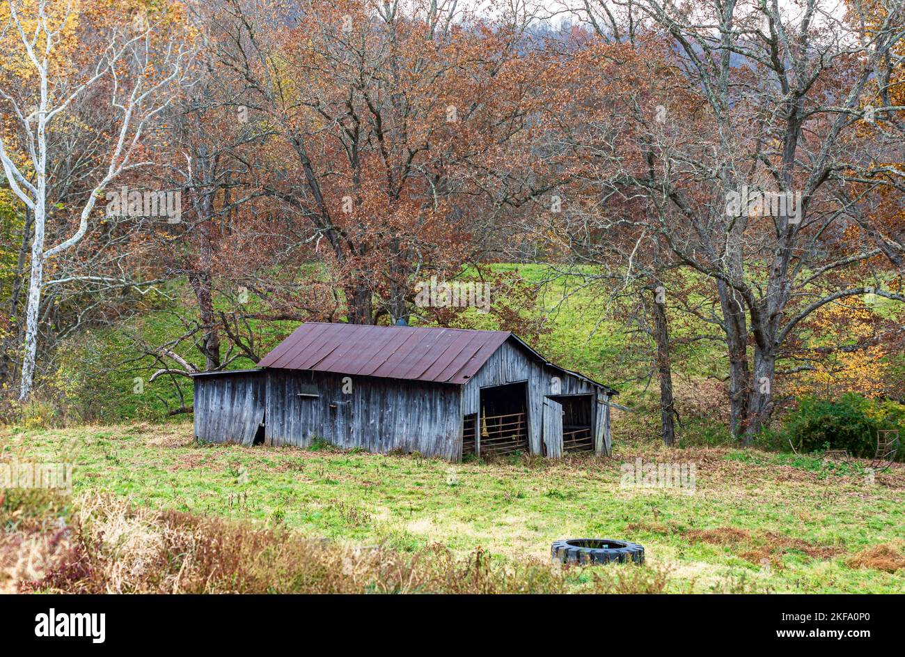 Rustic wooden barn in a meadow surrounded with trees with autumn ...