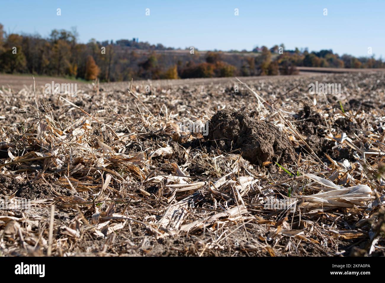 Close up of stover in a harvested corn field in eastern Ohio in October ...