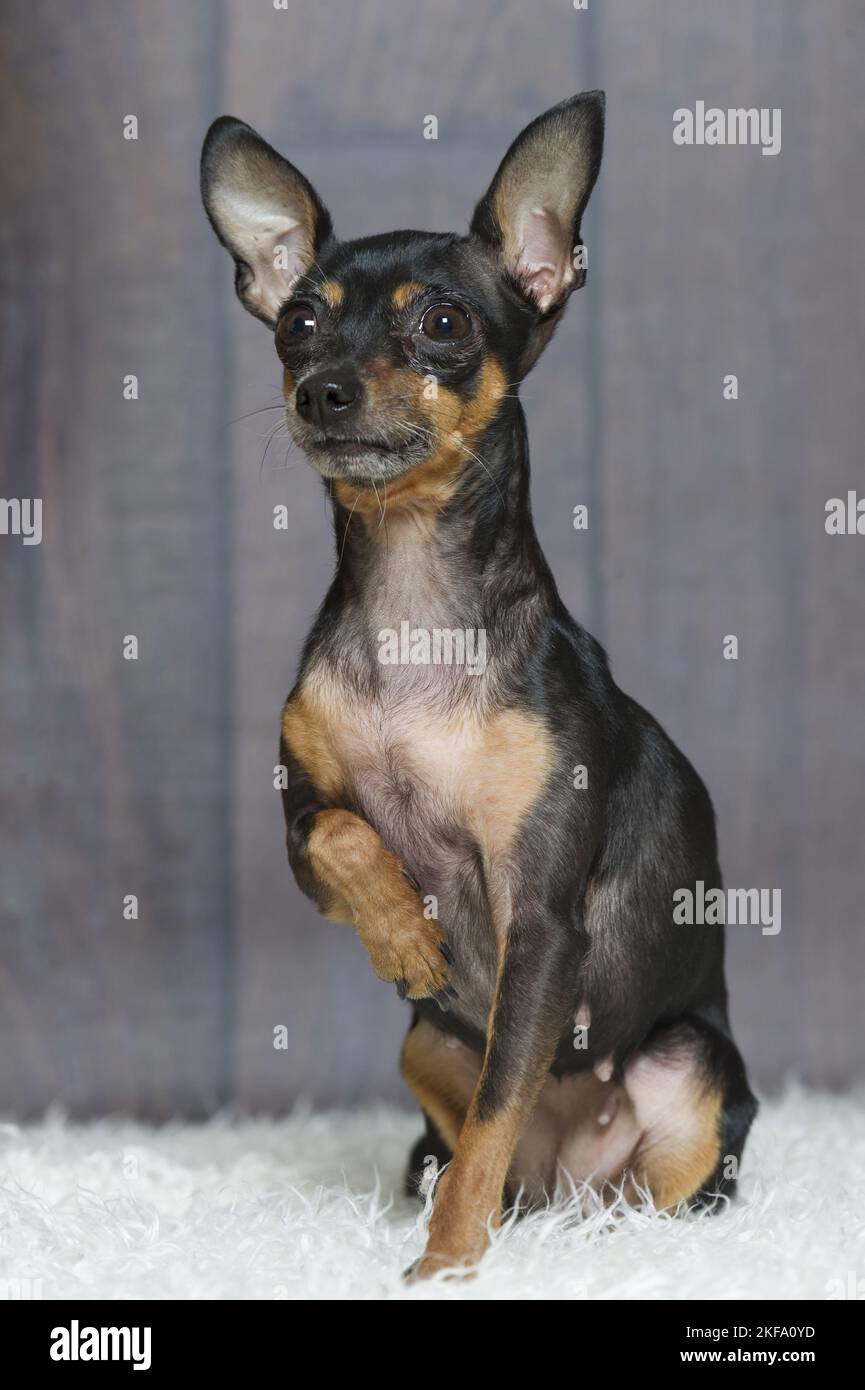 sitting Prague Ratter Stock Photo - Alamy
