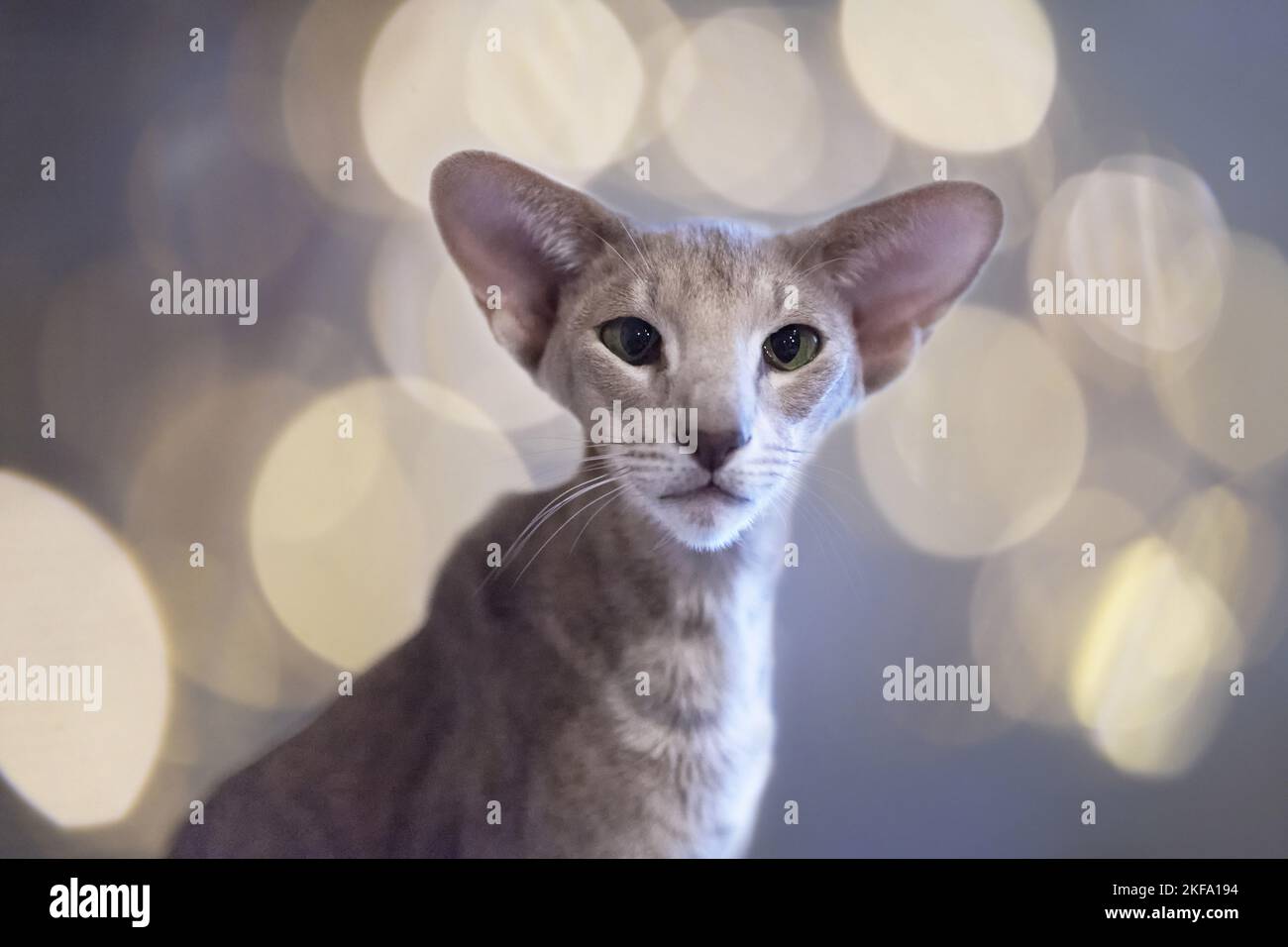 Oriental Shorthair Portrait Stock Photo - Alamy
