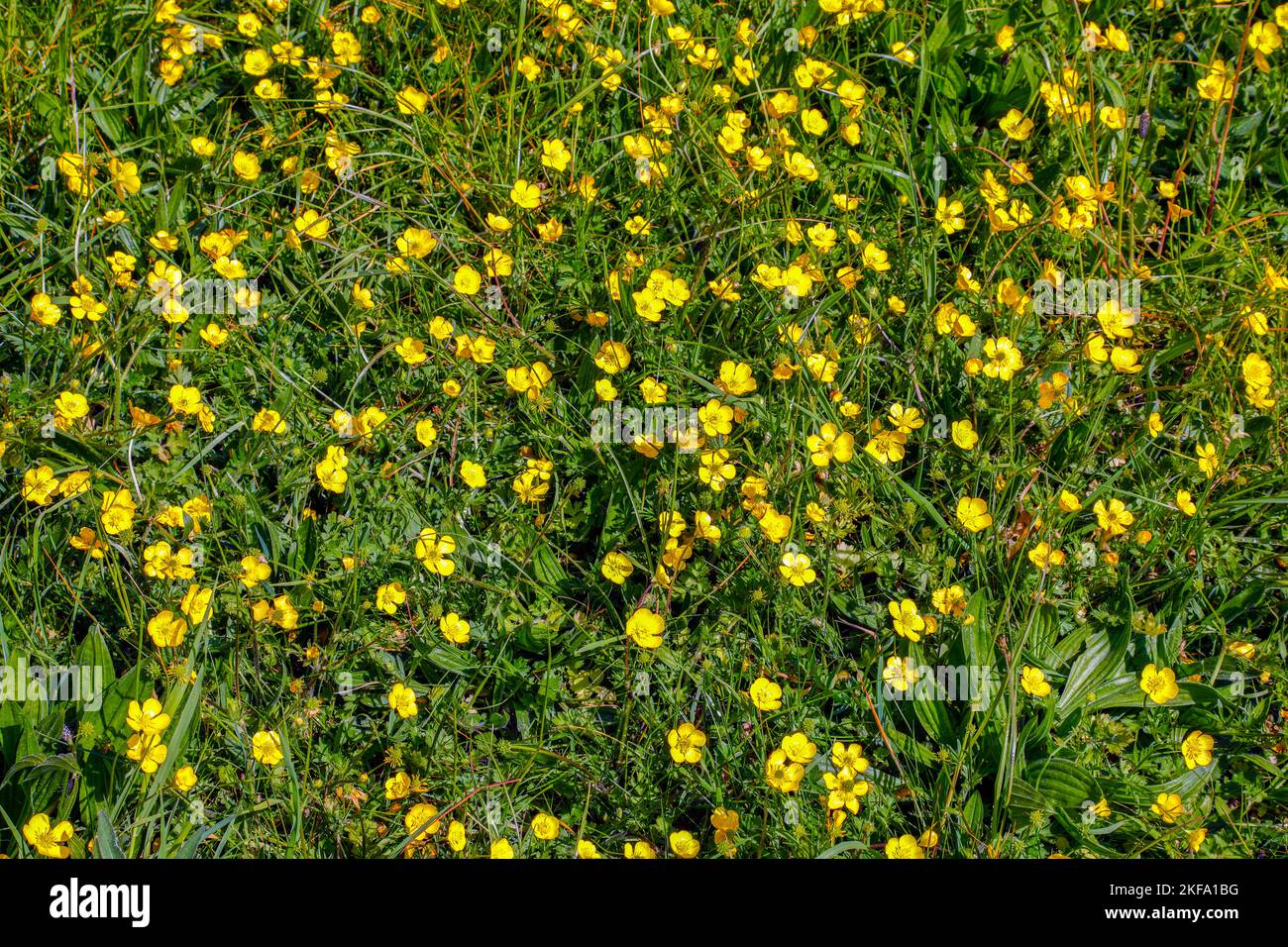 Plant buttercups hi-res stock photography and images - Alamy