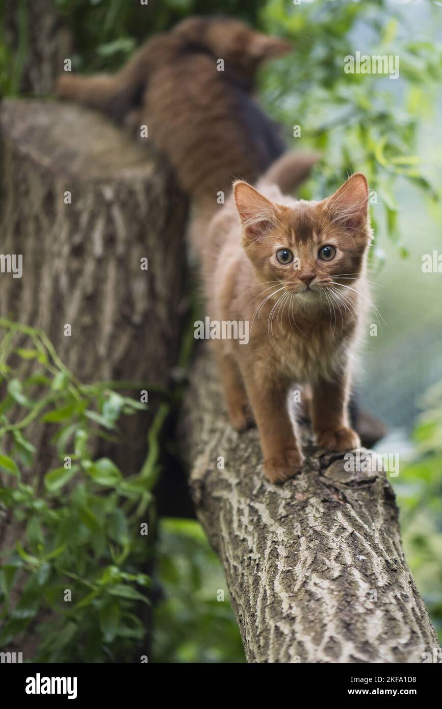 2 Somali Kitten Stock Photo - Alamy