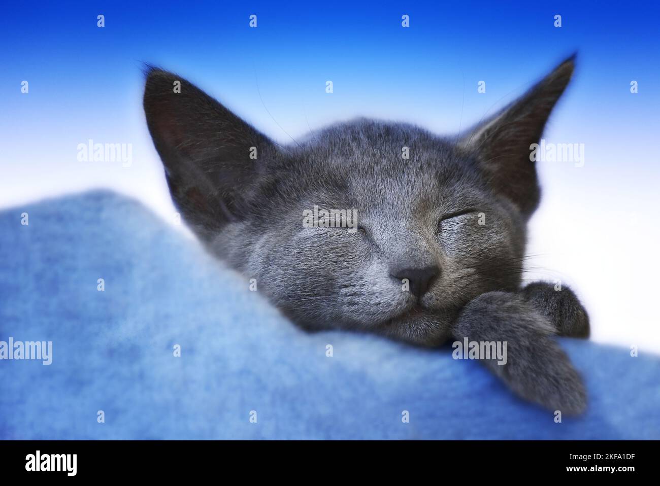 sleeping russian blue kitten Stock Photo - Alamy
