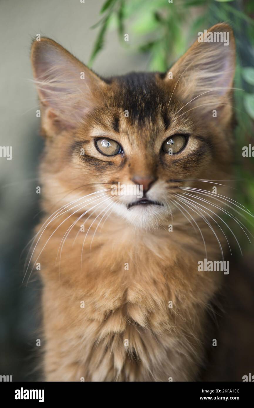 Somali felis silvestris hi-res stock photography and images - Alamy