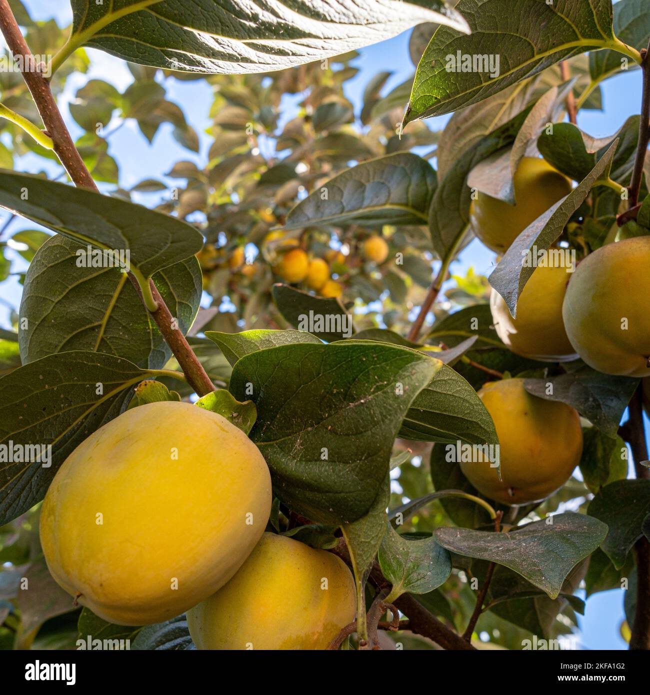 Asian persimmon, Diospyros kaki tree and fruits in Istanbul Stock Photo ...