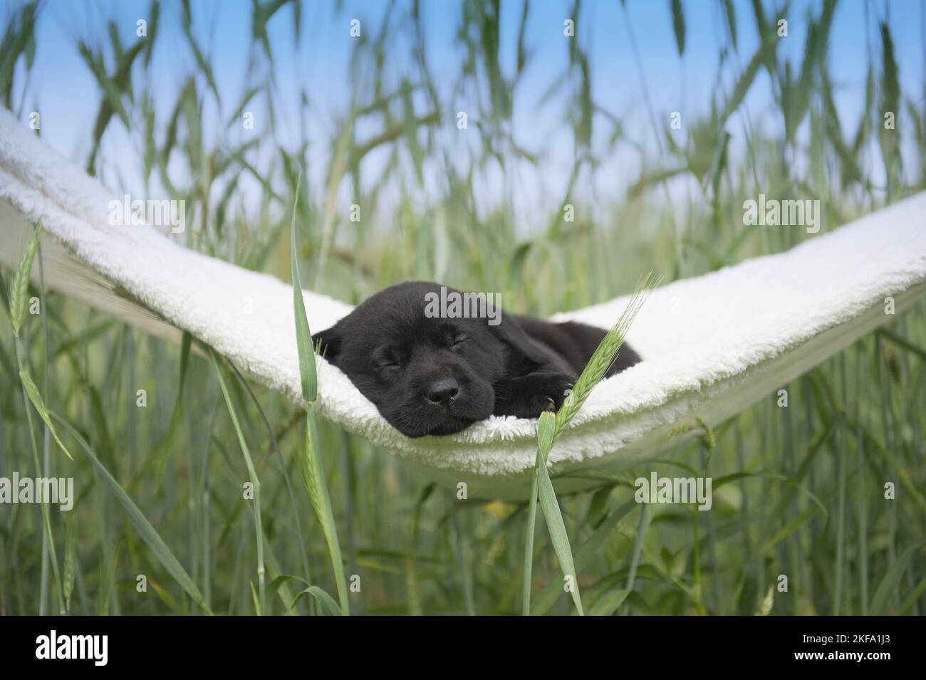 Labrador sleeping outdoors hi-res stock photography and images - Alamy