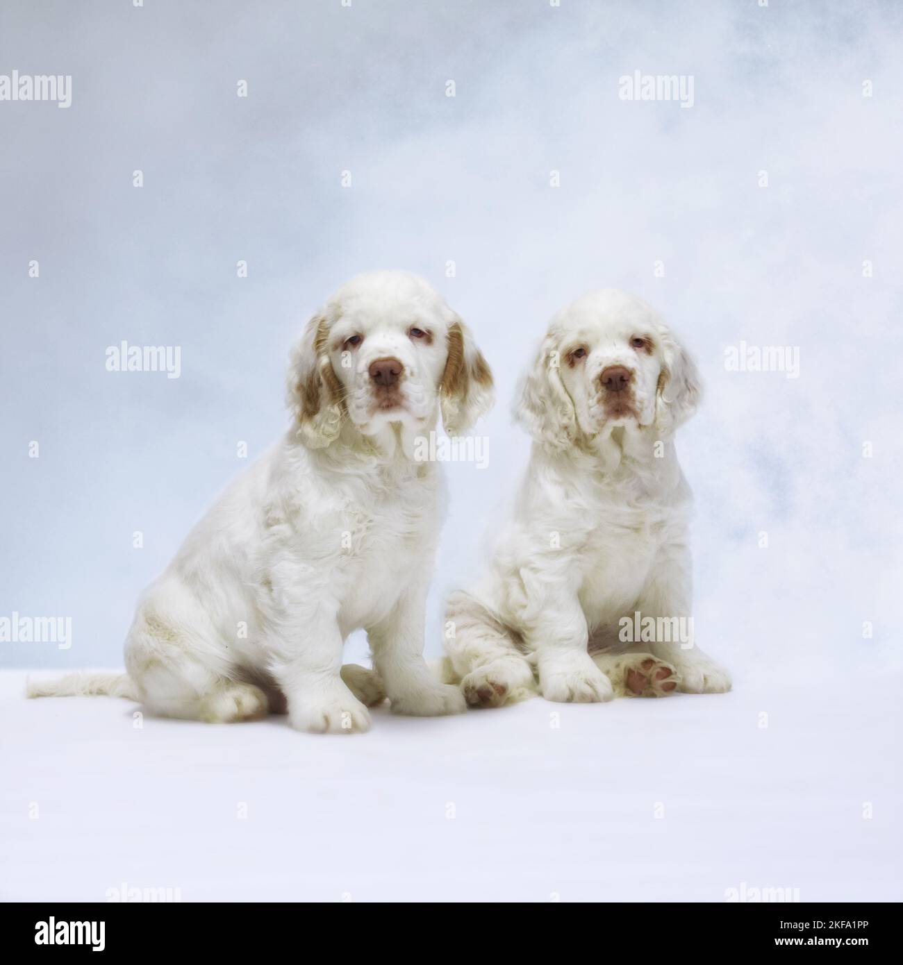 Clumber spaniel hi-res stock photography and images - Alamy