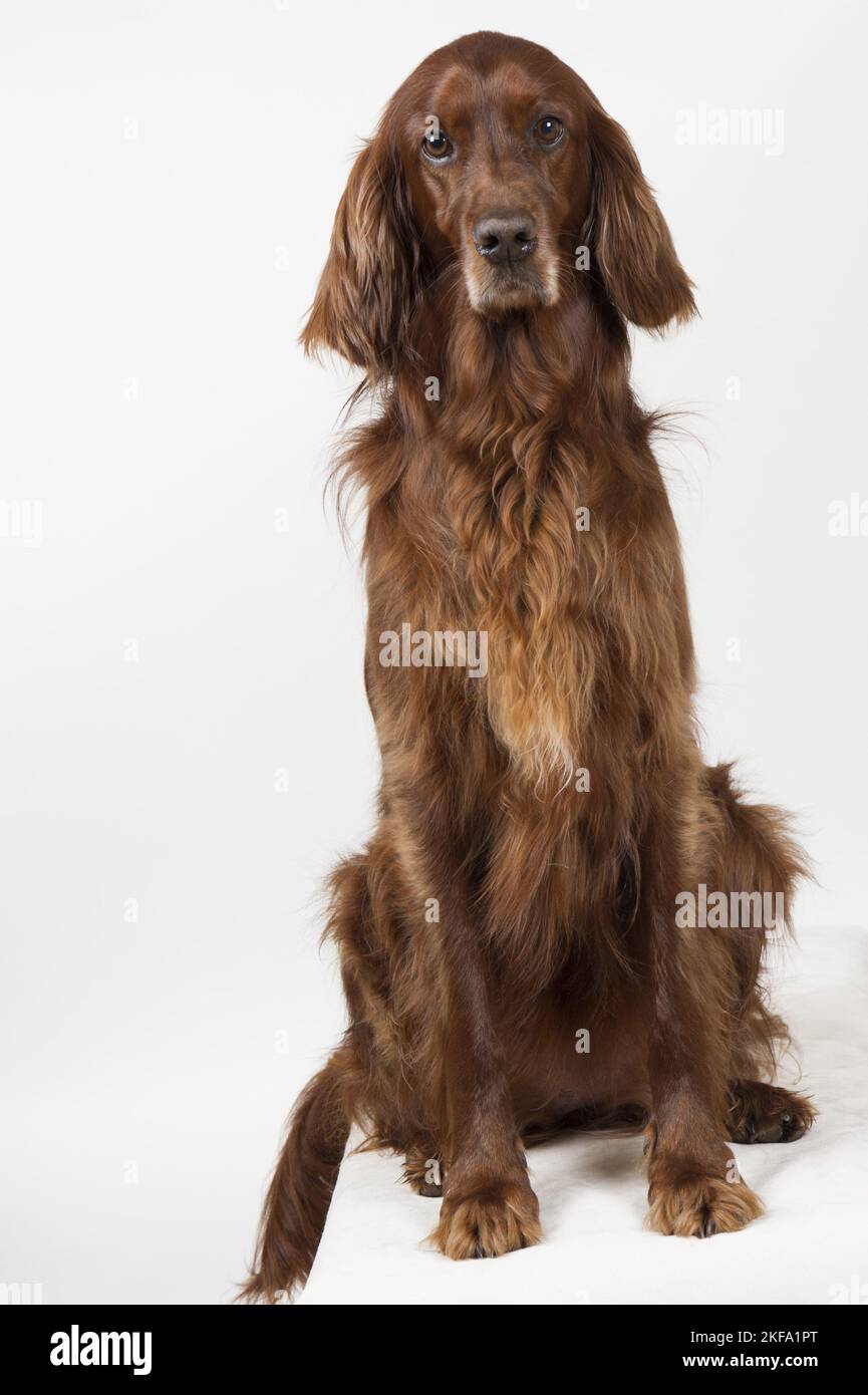 sitting Irish Red Setter Stock Photo - Alamy