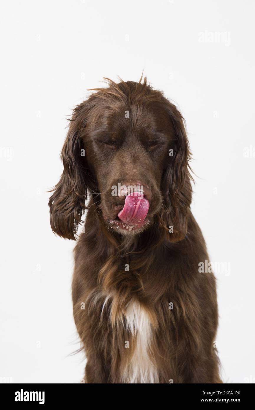Setter-Mongrel in studio Stock Photo - Alamy