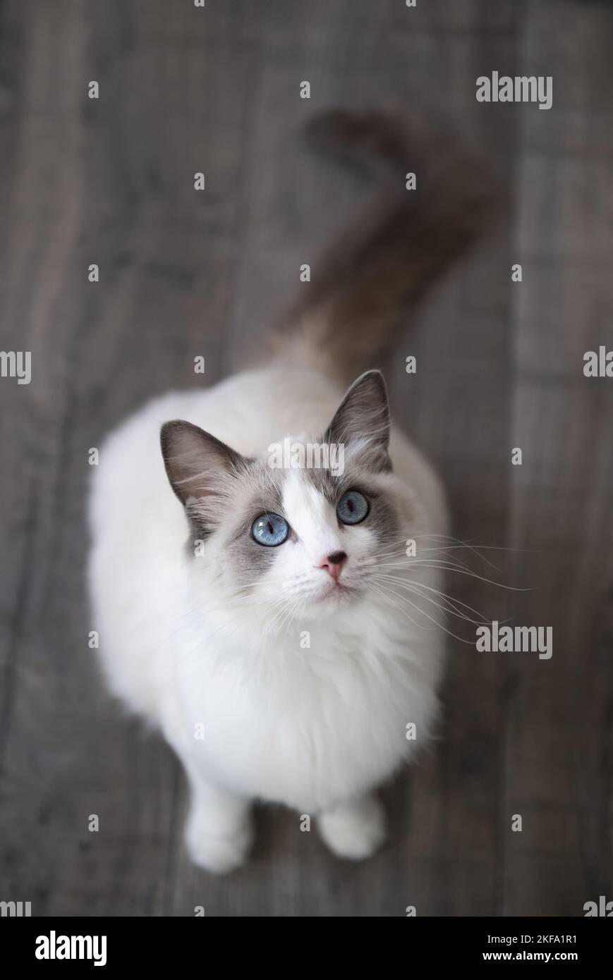 Two long hair ragdoll cats hi-res stock photography and images - Alamy