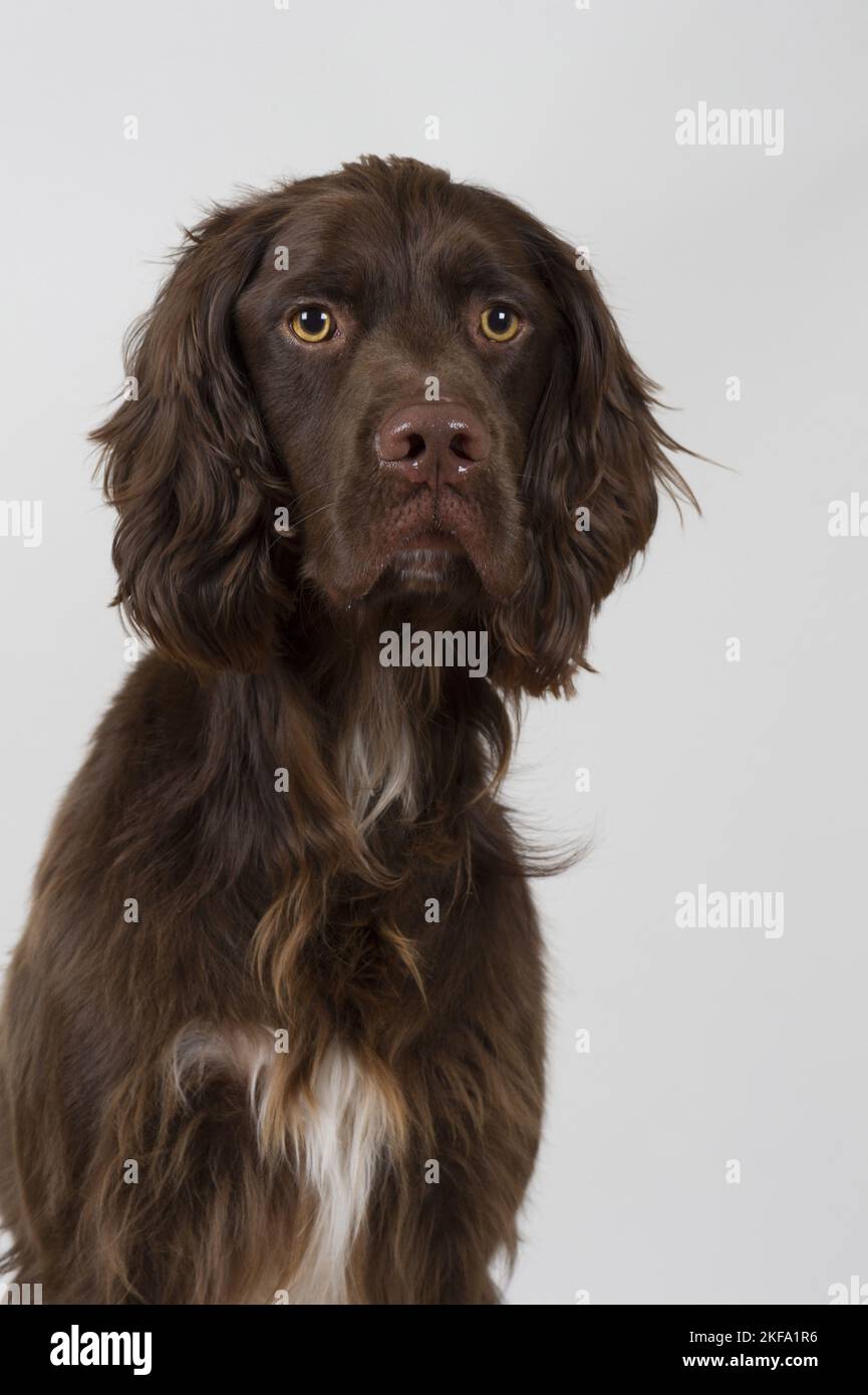 Setter-Mongrel in studio Stock Photo - Alamy
