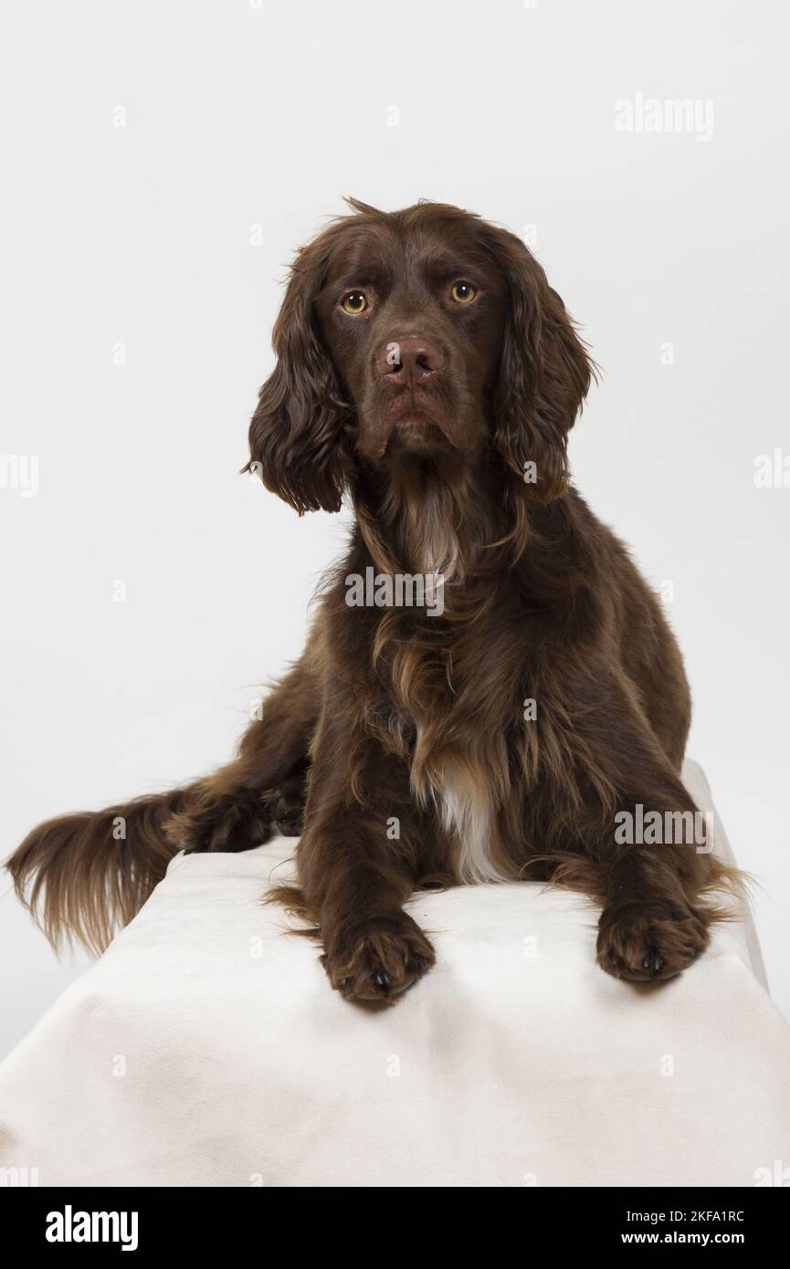 Setter-Mongrel in studio Stock Photo - Alamy