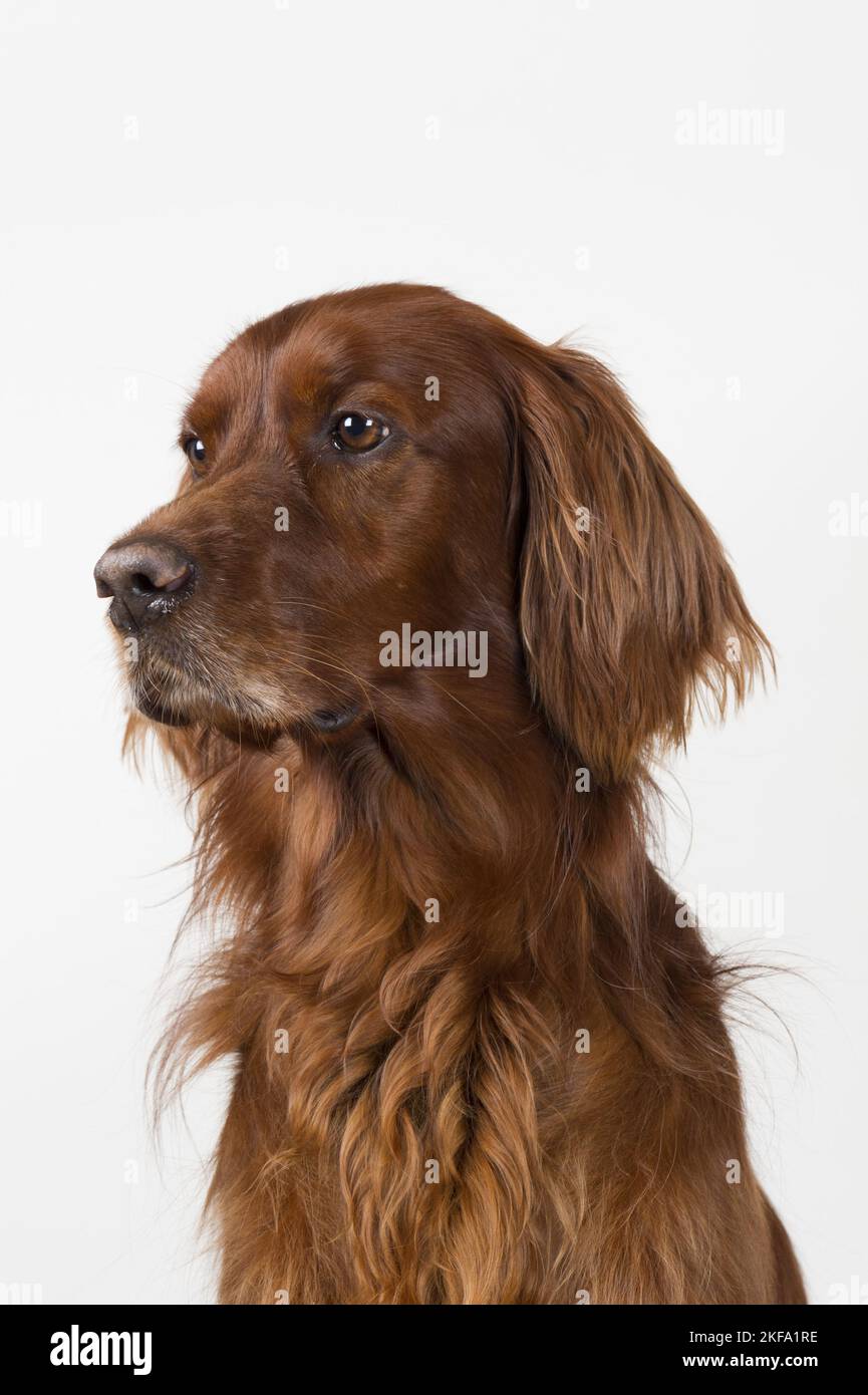 Irish Red Setter Portrait Stock Photo - Alamy