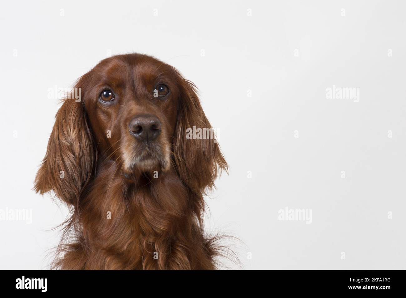 Irish Red Setter Portrait Stock Photo - Alamy