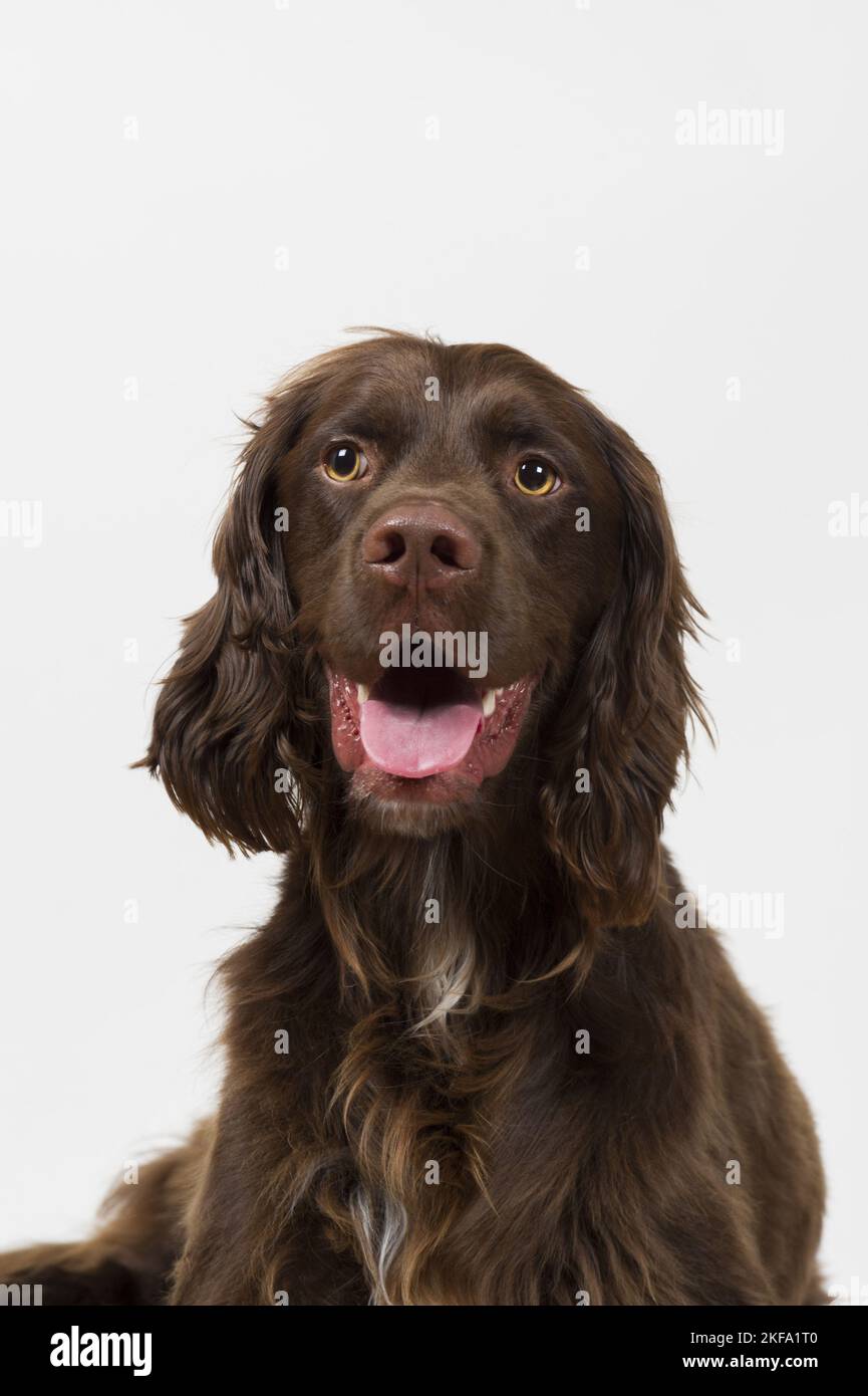 Setter-Mongrel in studio Stock Photo - Alamy