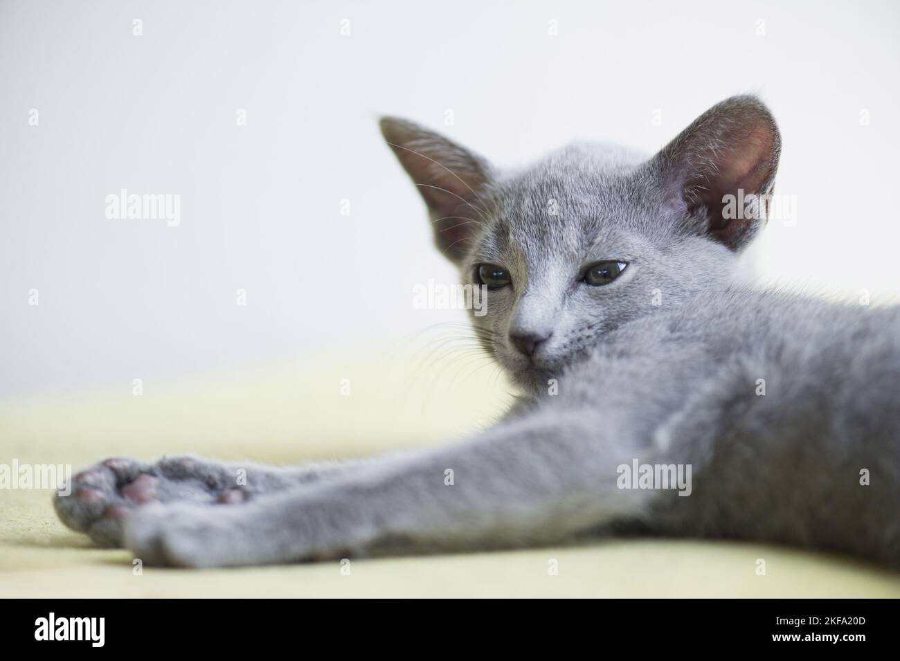 Russian blue kitten Stock Photo - Alamy