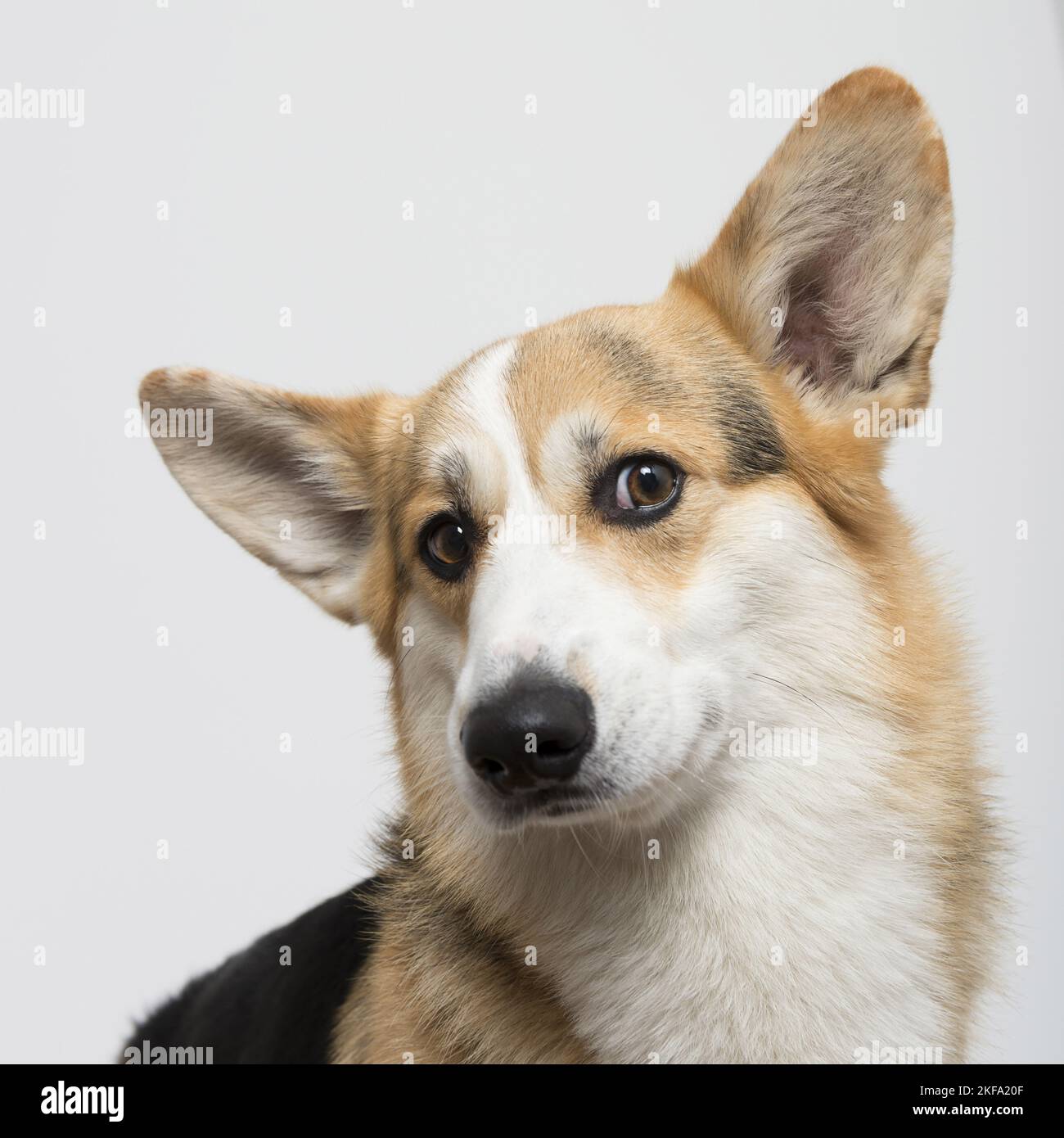 adult Welsh Corgi Pembroke Stock Photo - Alamy