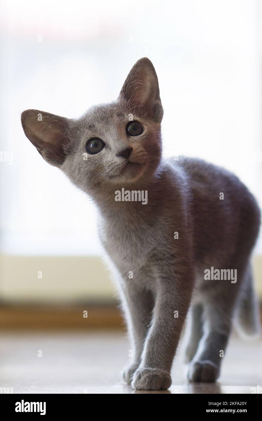 Russian blue kitten Stock Photo - Alamy