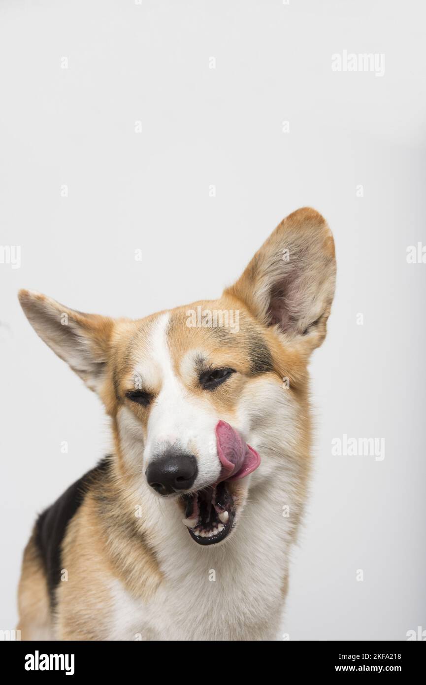 adult Welsh Corgi Pembroke Stock Photo - Alamy