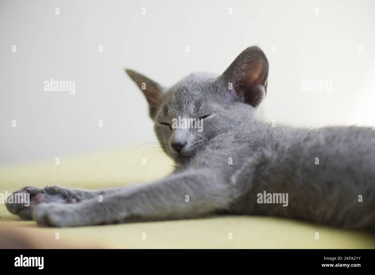Russian blue kitten Stock Photo - Alamy