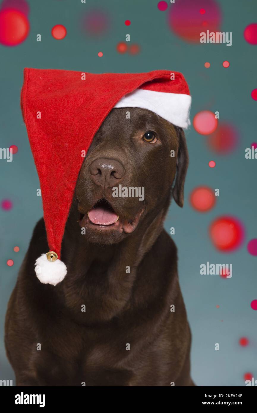 Labrador eye and christmas hi-res stock photography and images - Alamy