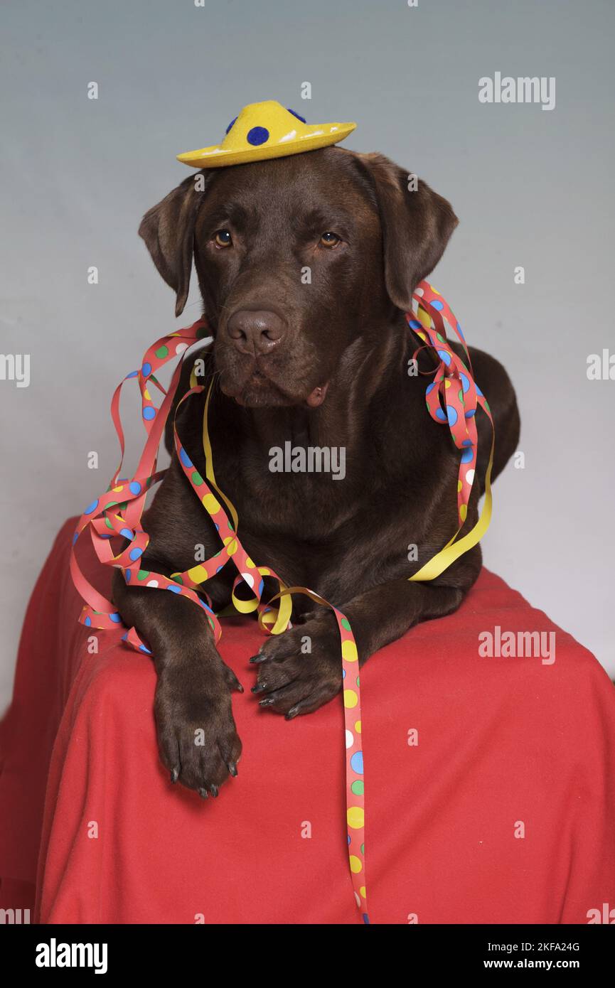 Chocolate labrador retriever with hat hi-res stock photography and ...