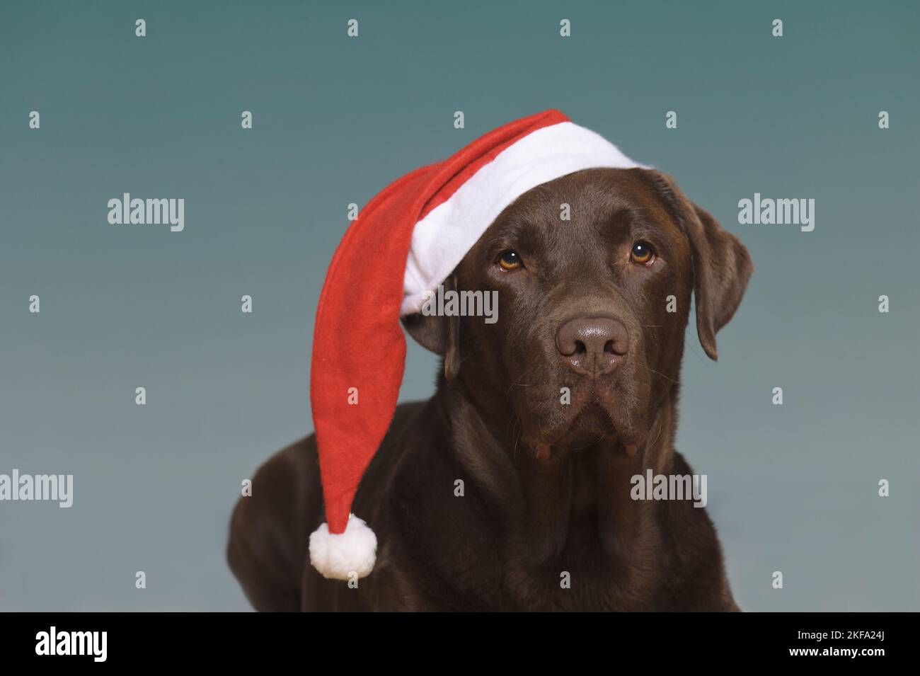 brown Labrador Retriever Stock Photo - Alamy