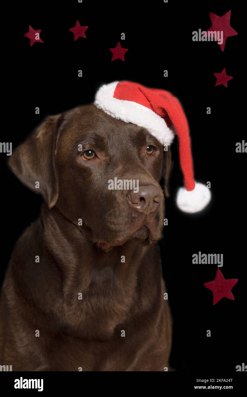 brown Labrador Retriever Stock Photo - Alamy