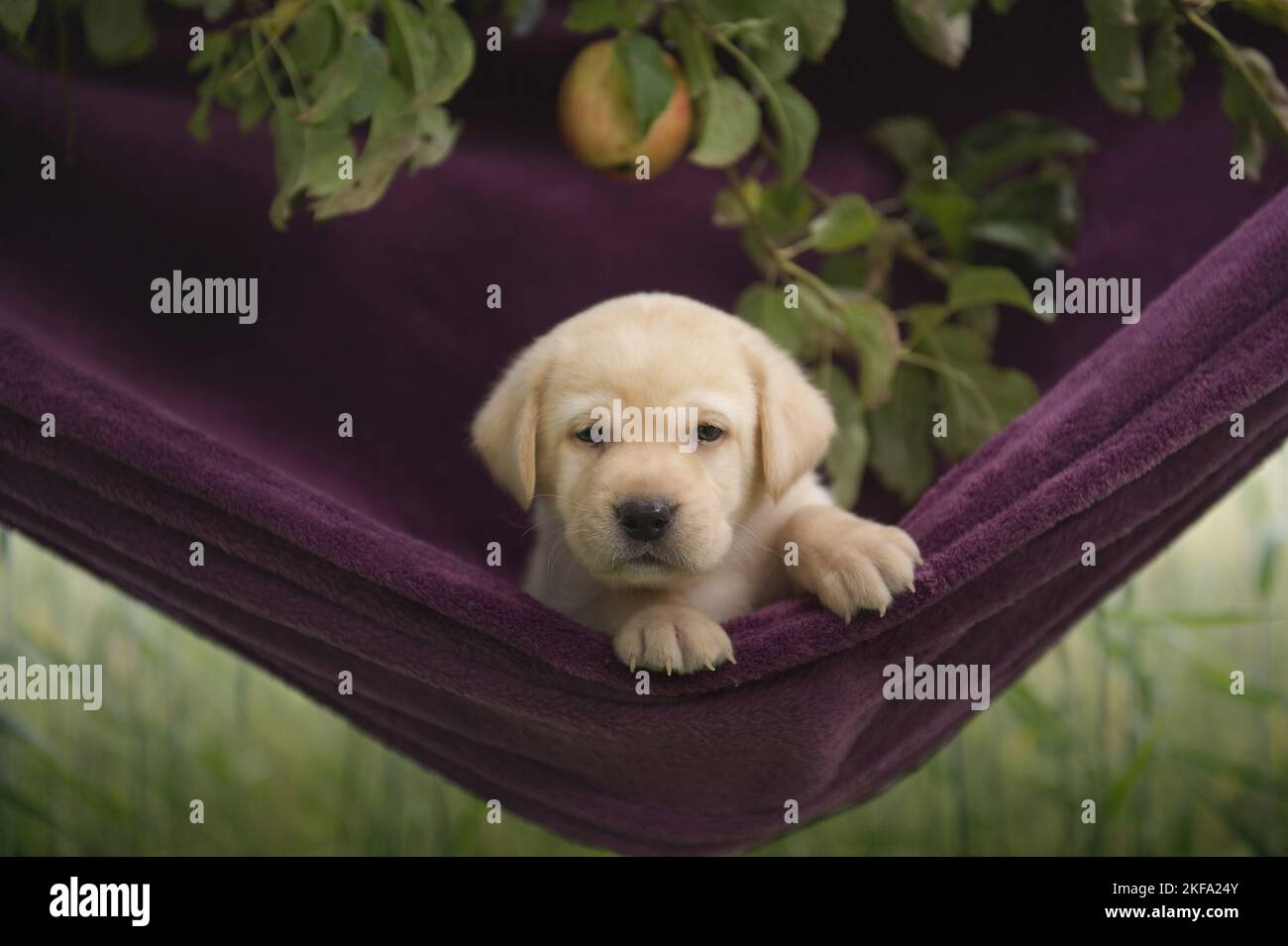Labrador Retriever Puppy Stock Photo - Alamy