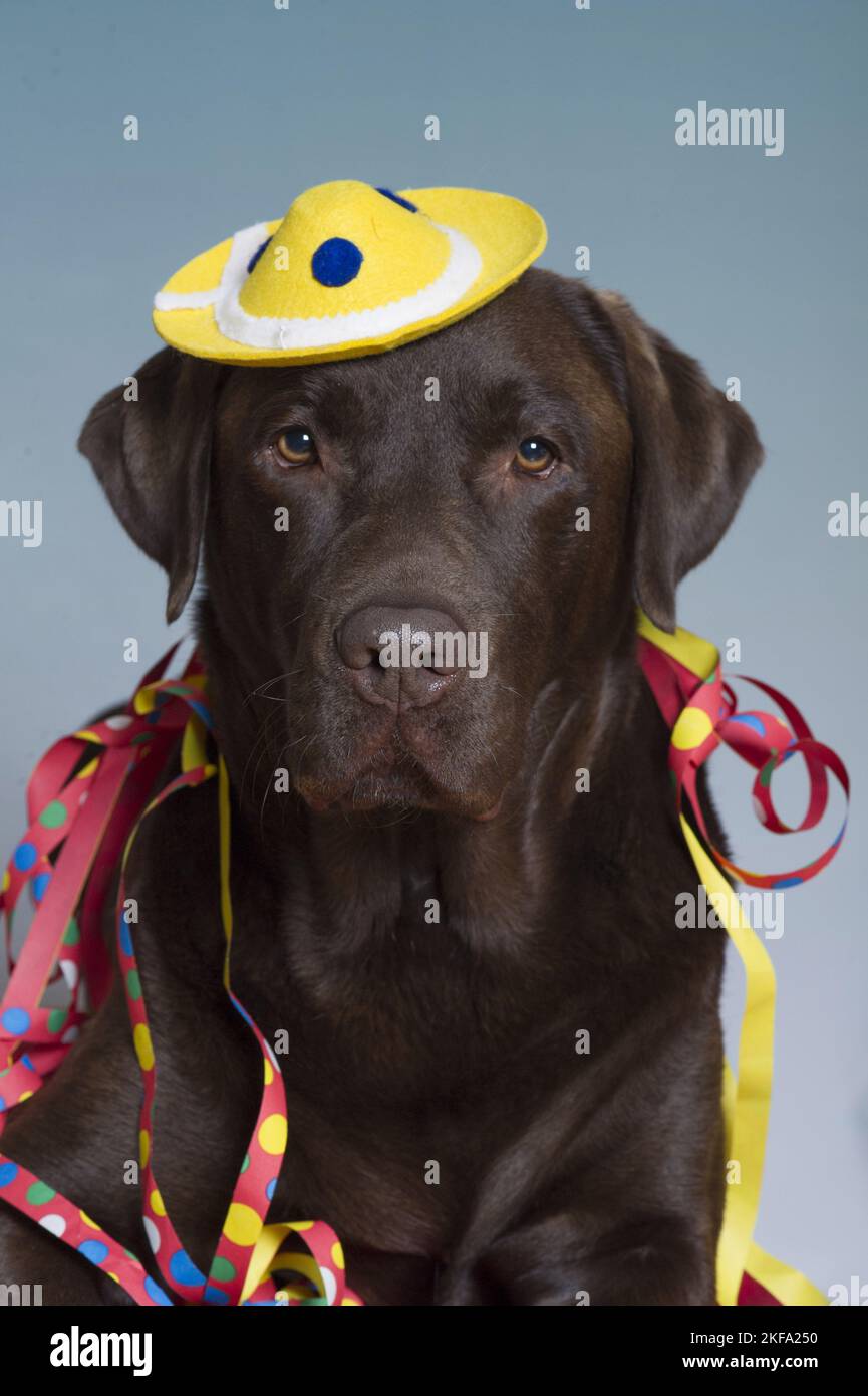 Chocolate labrador retriever with hat hi-res stock photography and ...
