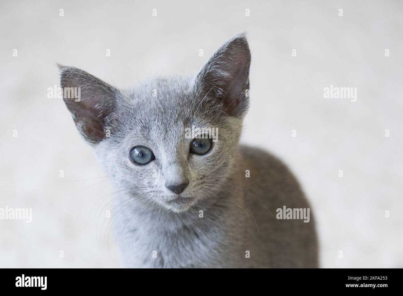 Russian blue kitten Stock Photo - Alamy